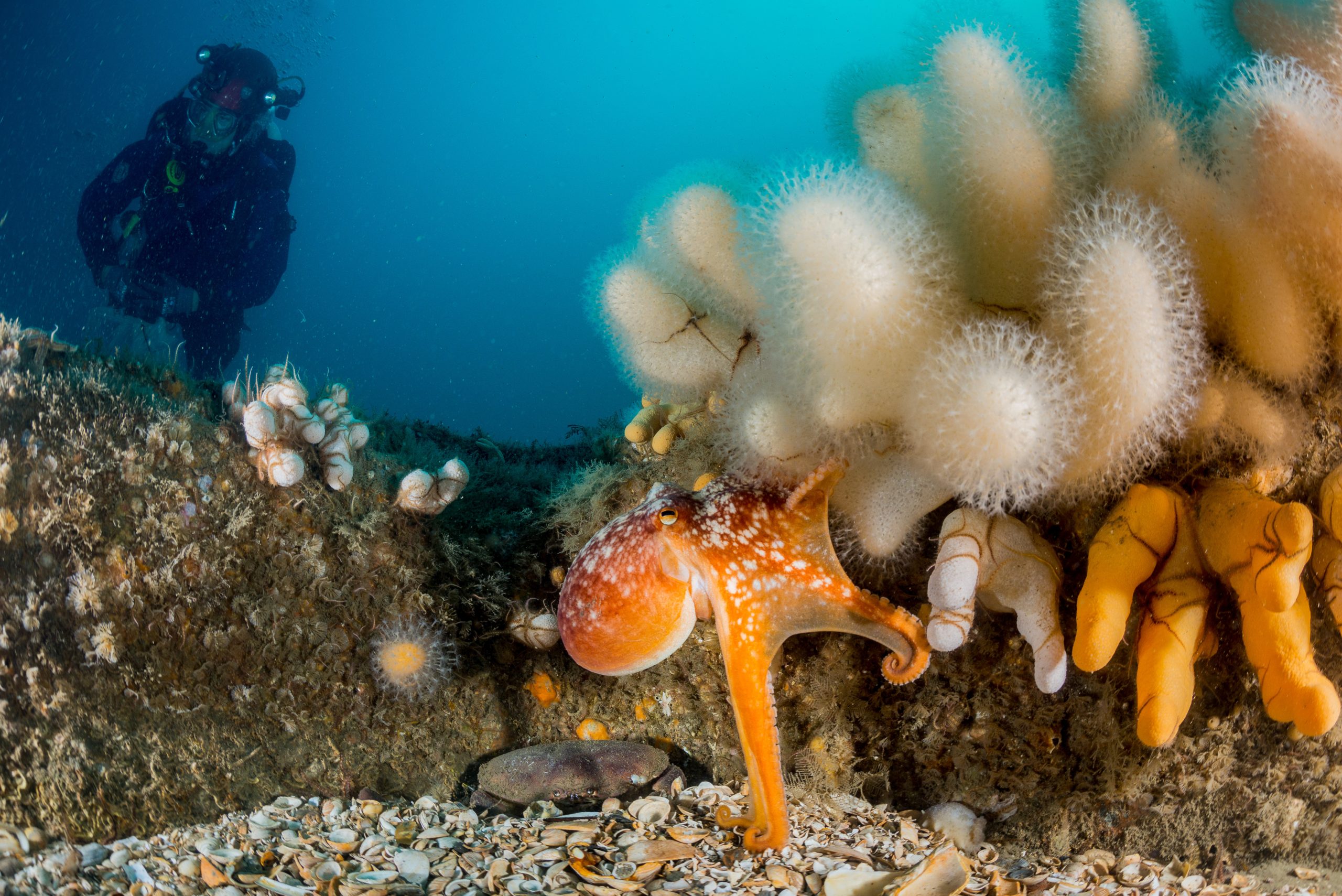 Nature development on the bottom of The Rich North Sea: what does The ...